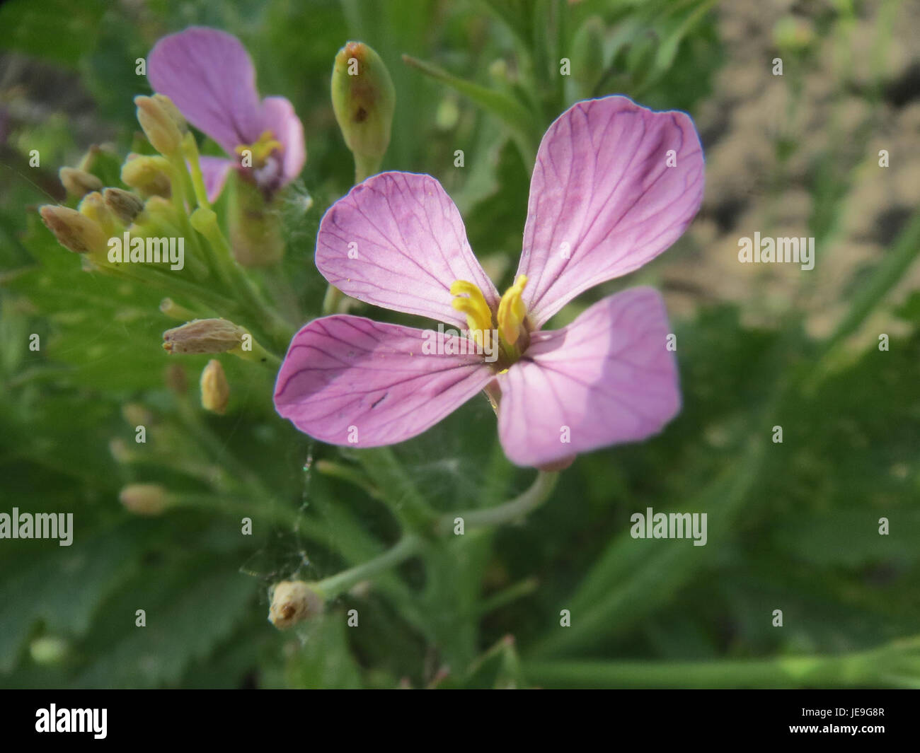 Commonly known as a radish hi-res stock photography and images - Alamy