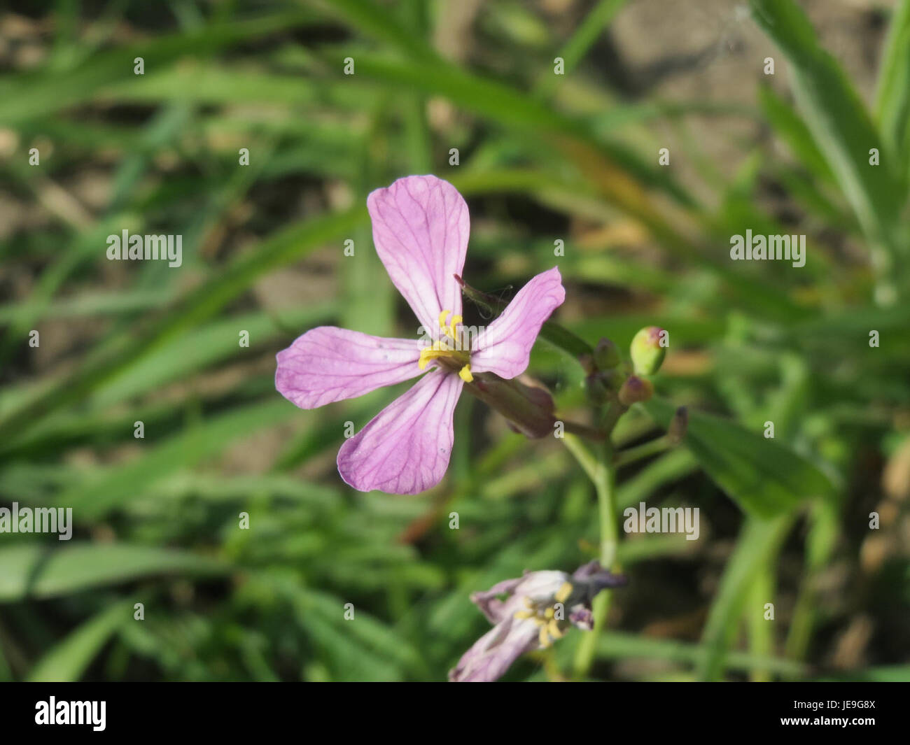 The image features Raphanus sativus, commonly known as radish, photographed on April 20, 2014 ...