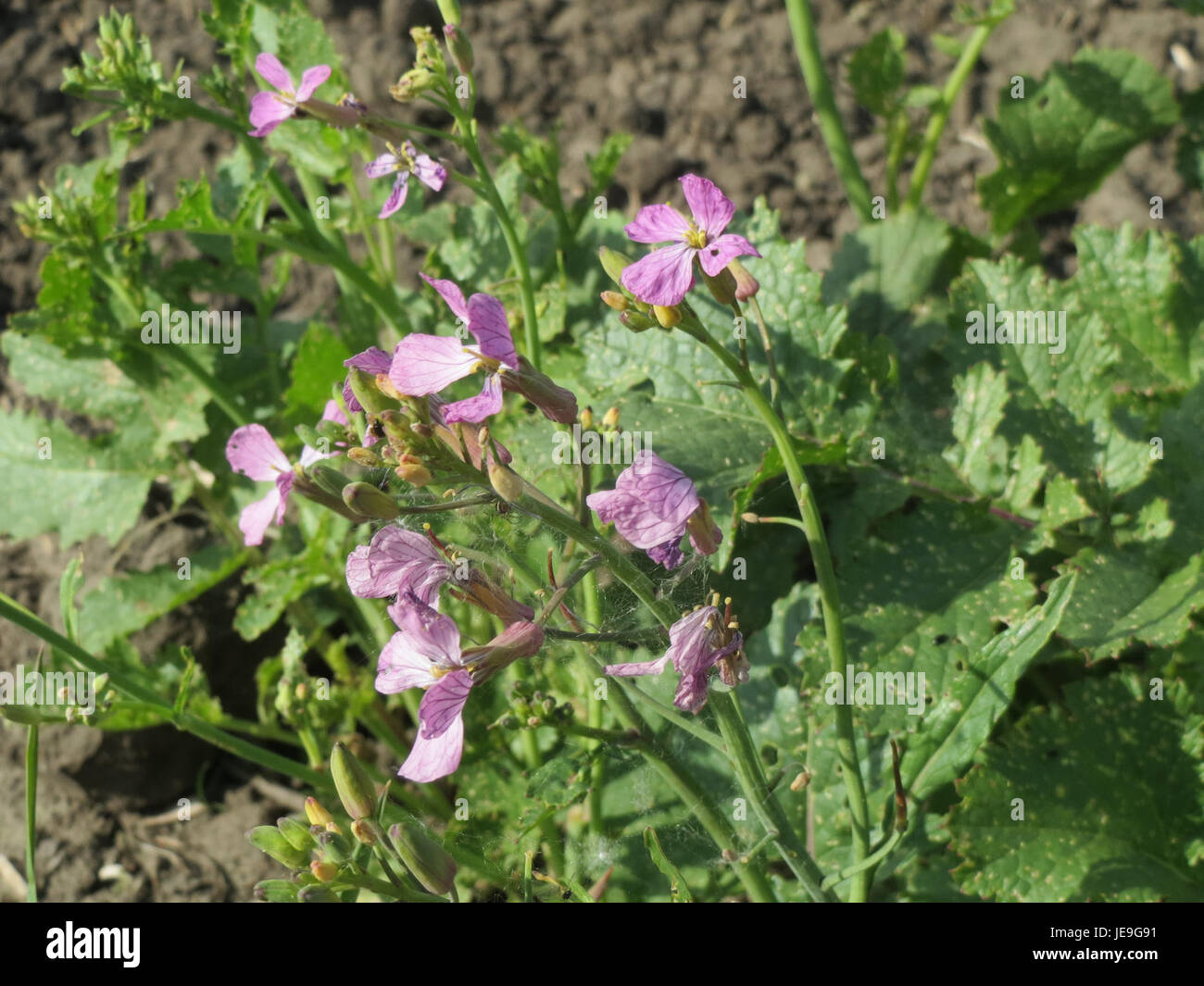 Raphanus sativus, commonly known as radish, is a root vegetable cultivated worldwide. It is ...