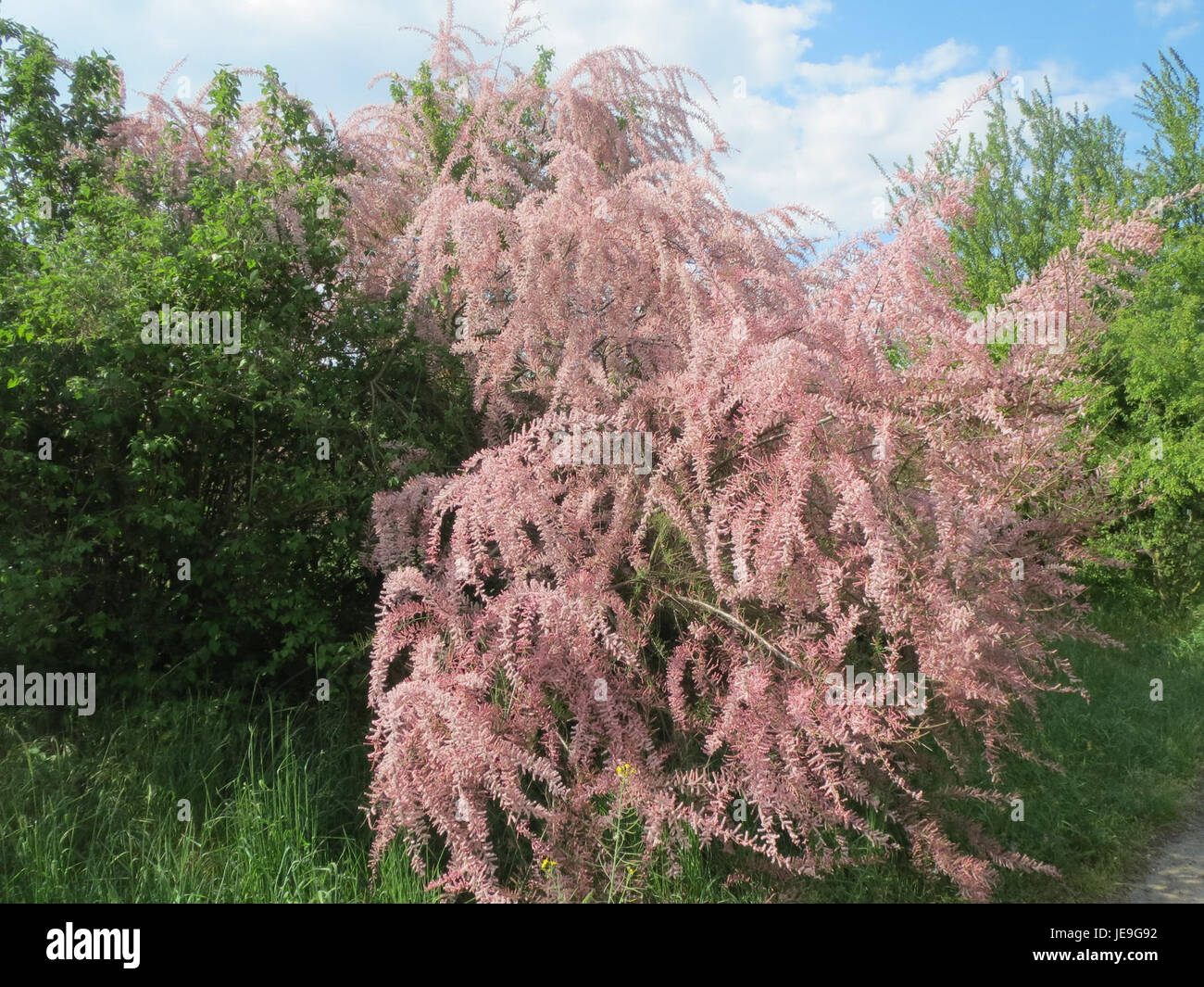 A photograph of Tamarix gallica, a species of plant, taken on April 20 ...