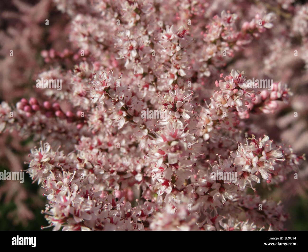 Tamarix species hi-res stock photography and images - Alamy