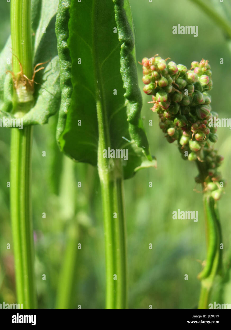 Rumex acetosa, commonly known as sorrel, is a perennial herb native to ...