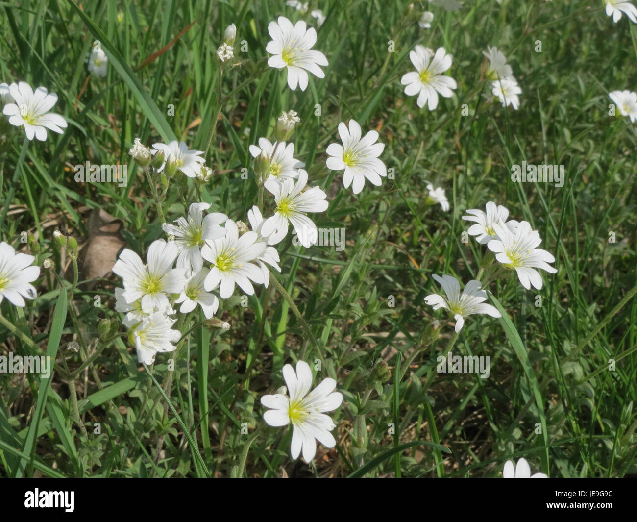 Cerastium arvense, commonly known as field chickweed, is a herbaceous ...