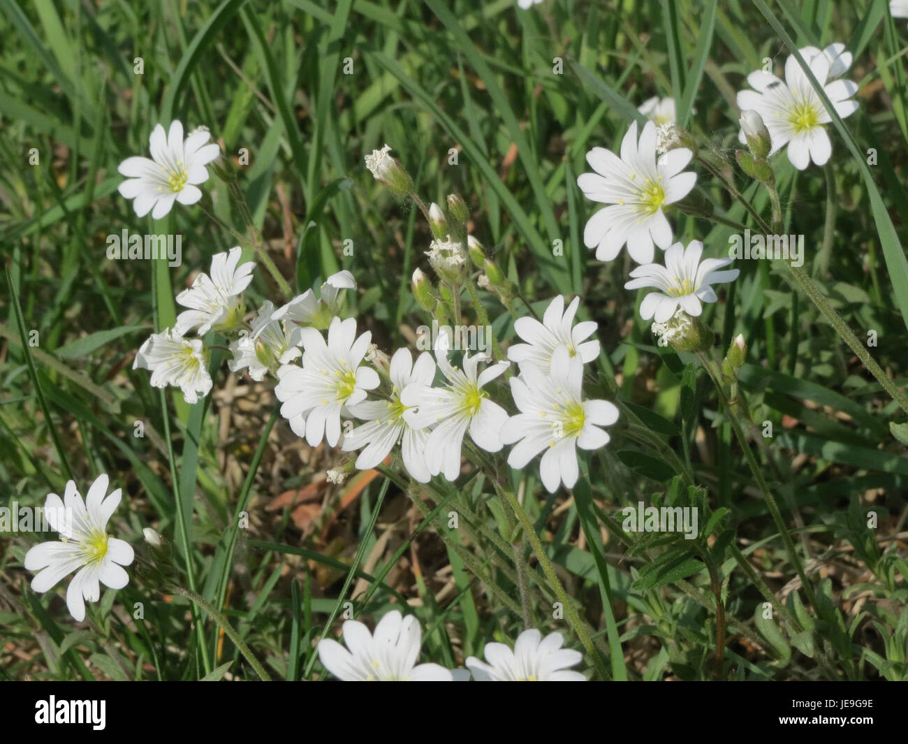 Cerastium arvense, also known as field mouse-ear, is a small perennial ...