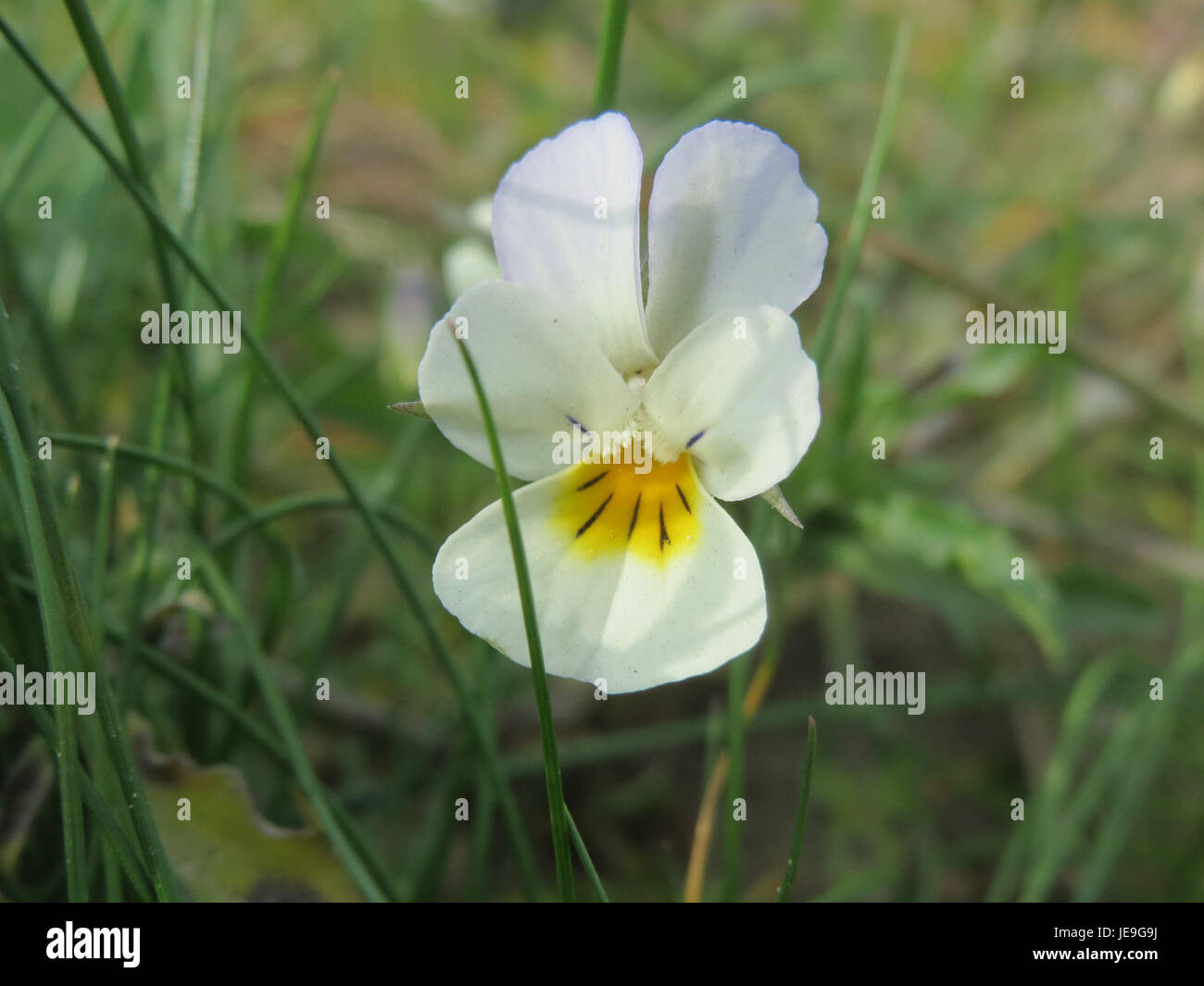 Wildflower illustration archive hi-res stock photography and images - Alamy