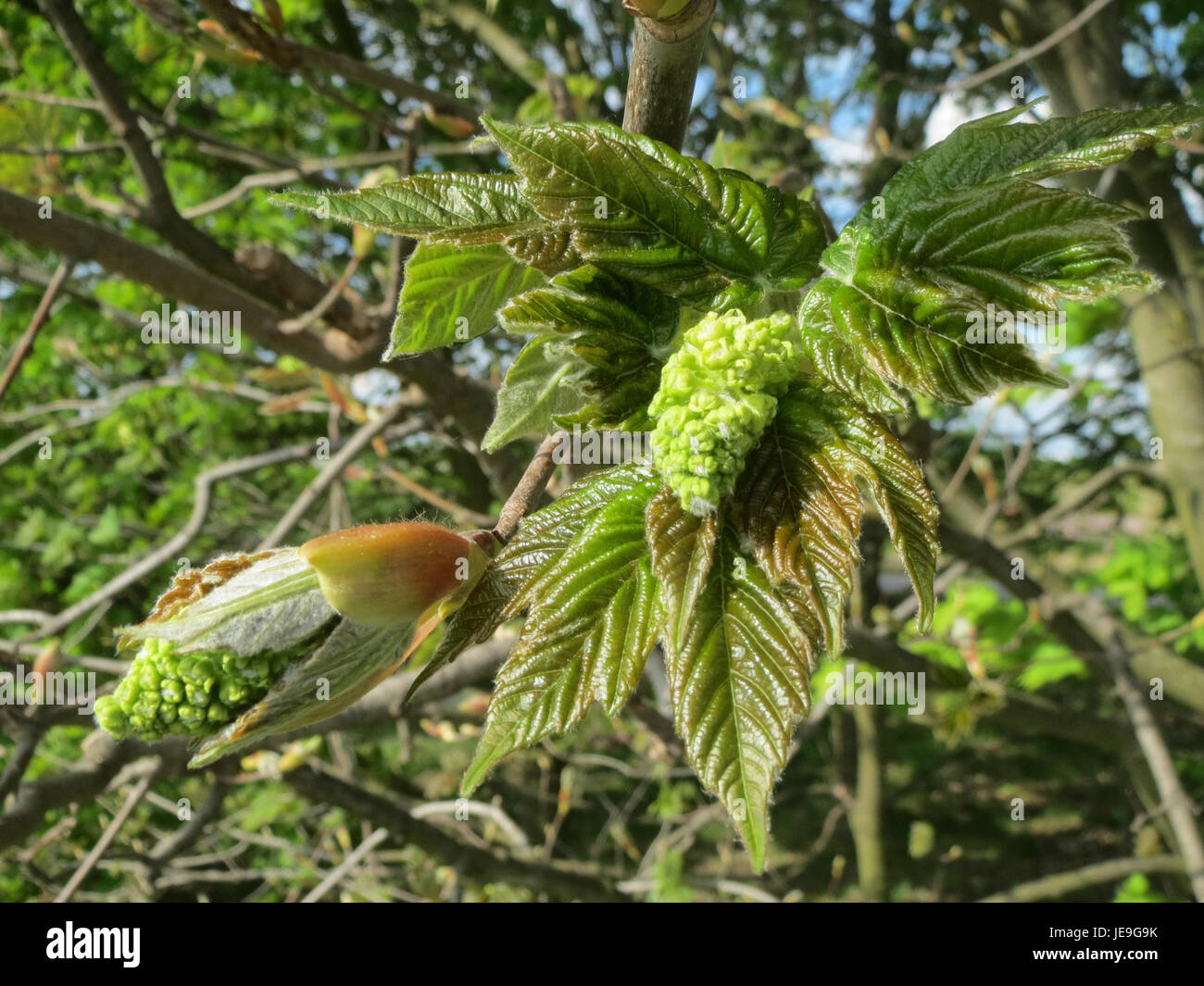 Public park dense ornamental hi-res stock photography and images - Alamy