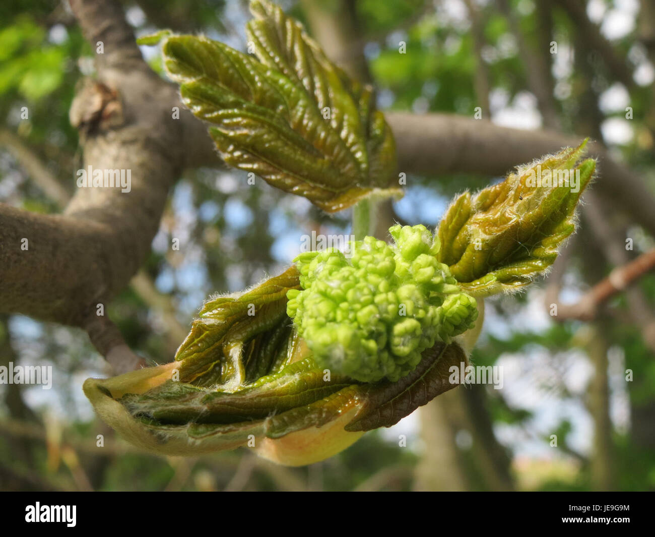 Acer pseudoplatanus commonly known hi-res stock photography and images ...