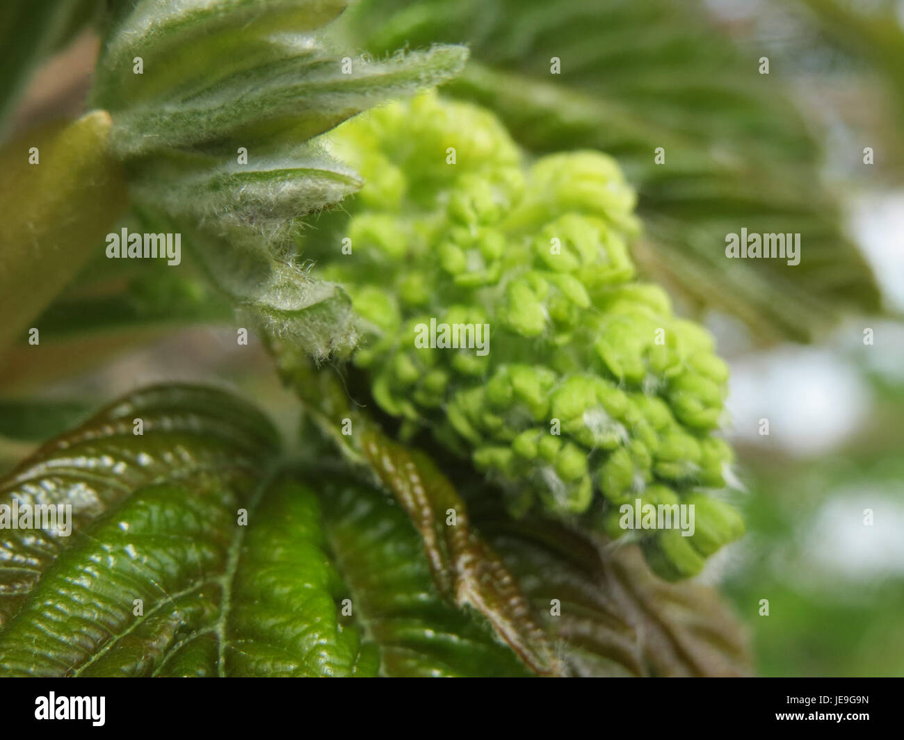 Acer pseudoplatanus commonly known hi-res stock photography and images ...