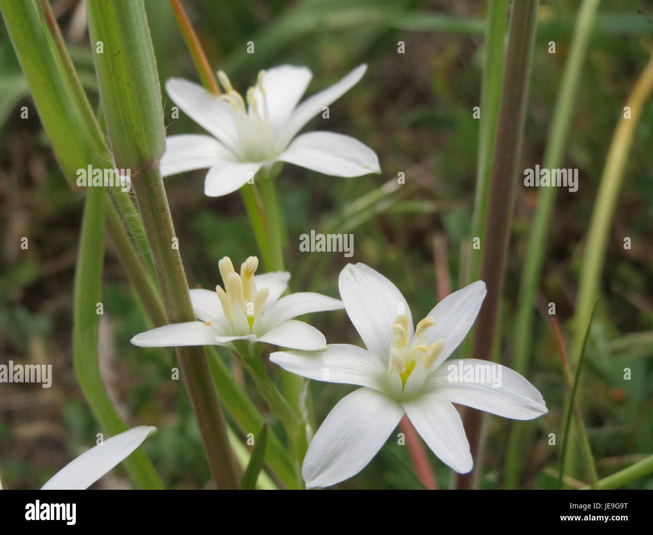 Star bethlehem flower known hi-res stock photography and images - Alamy