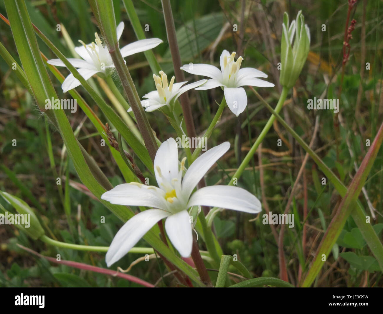 A botanical study of Ornithogalum umbellatum, commonly known as star-of ...