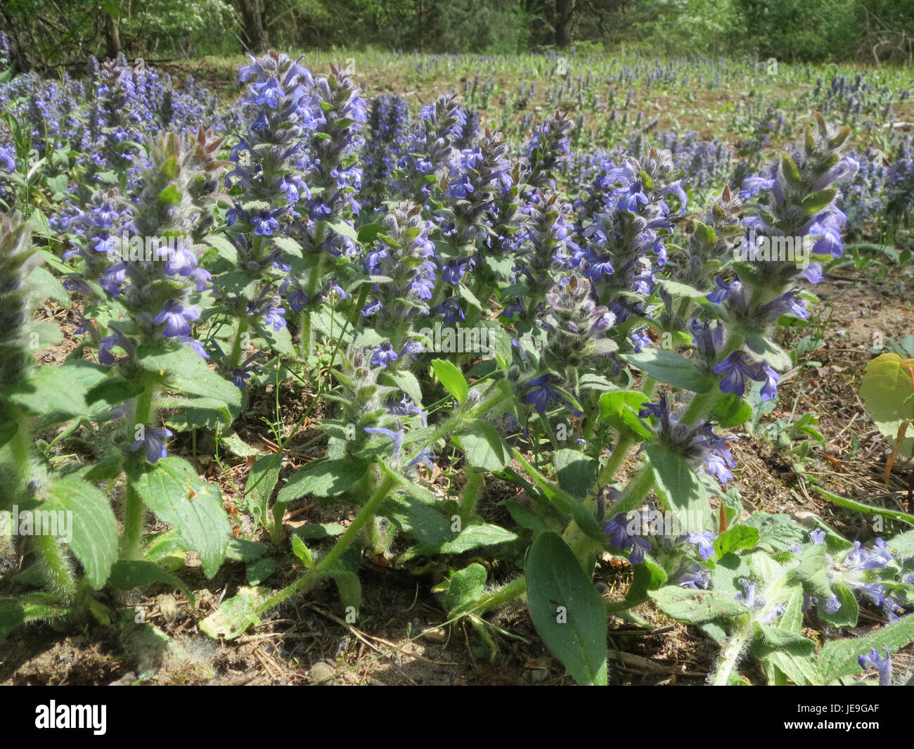 A photograph taken on April 21, 2014, showing Ajuga reptans, commonly ...