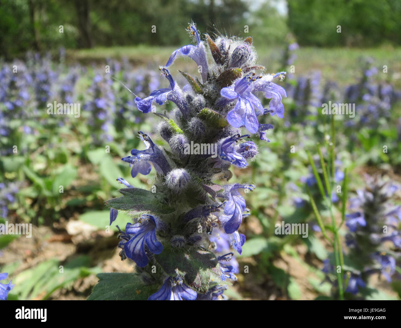 Ajuga reptans, commonly known as bugleweed, is a perennial plant native ...