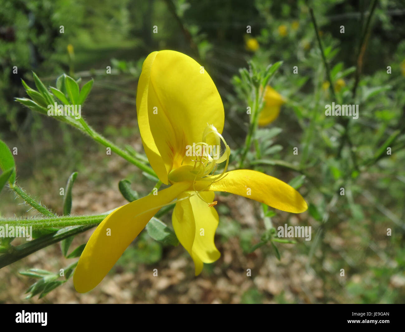 Cytisus scoparius known broom hi-res stock photography and images - Alamy