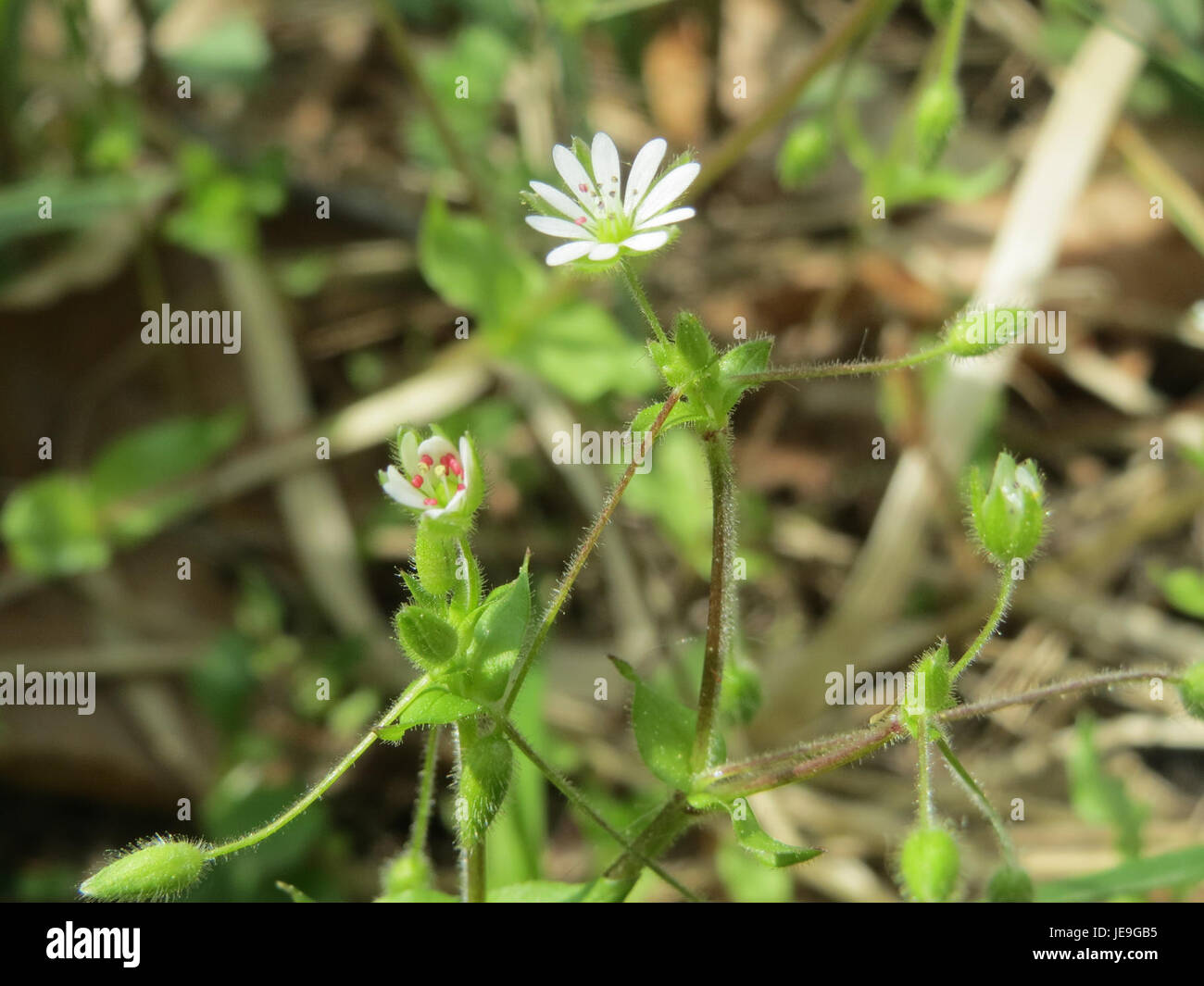 Stellaria neglecta, commonly known as the common chickweed, is a ...