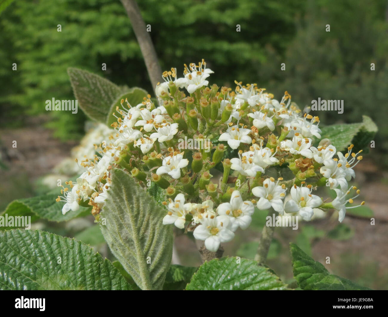 Viburnum lantana, commonly known as wayfaring tree, is a flowering ...
