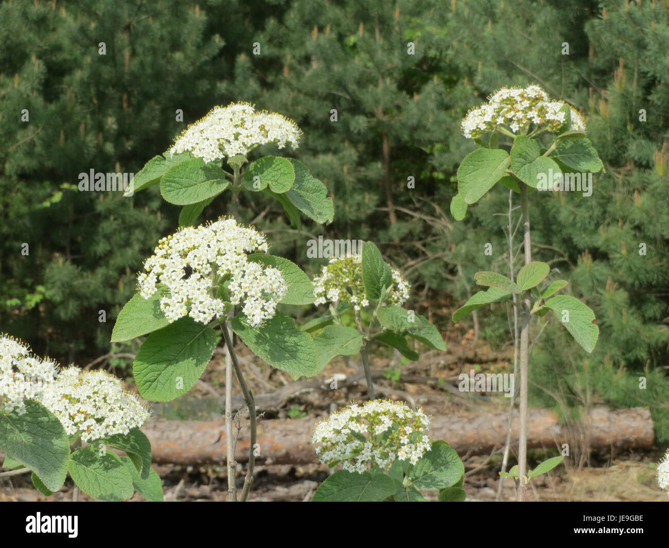 Viburnum lantana hedgerow hi-res stock photography and images - Alamy
