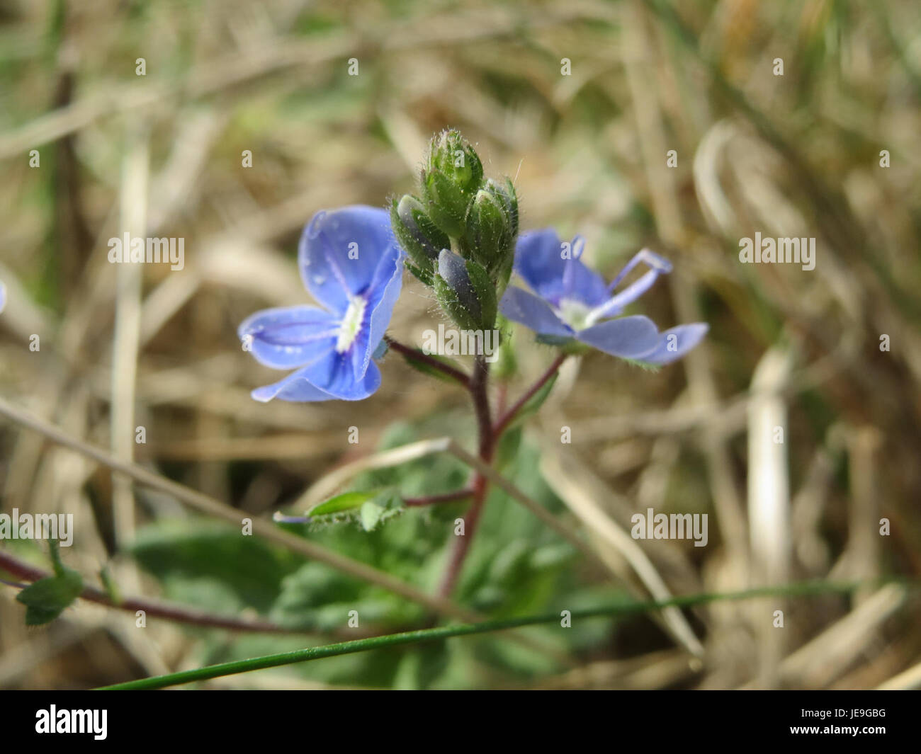 Veronica chamaedrys flowers germander hi-res stock photography and ...