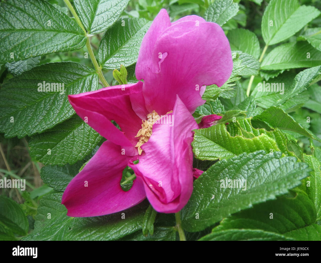 Rosa rugosa, commonly known as rugosa rose, is a hardy shrub valued for ...