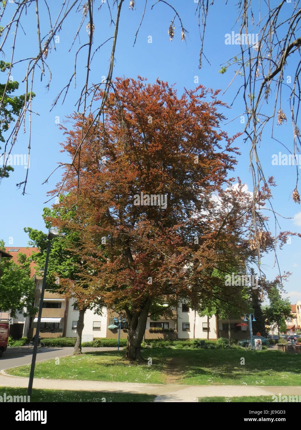 *Fagus sylvatica Purpurea*, or purple beech, is a tree variety ...