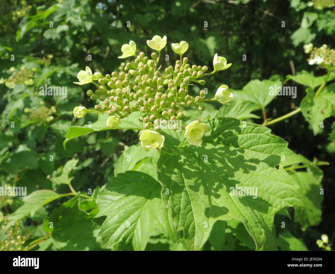 The image features Viburnum opulus, commonly known as European ...