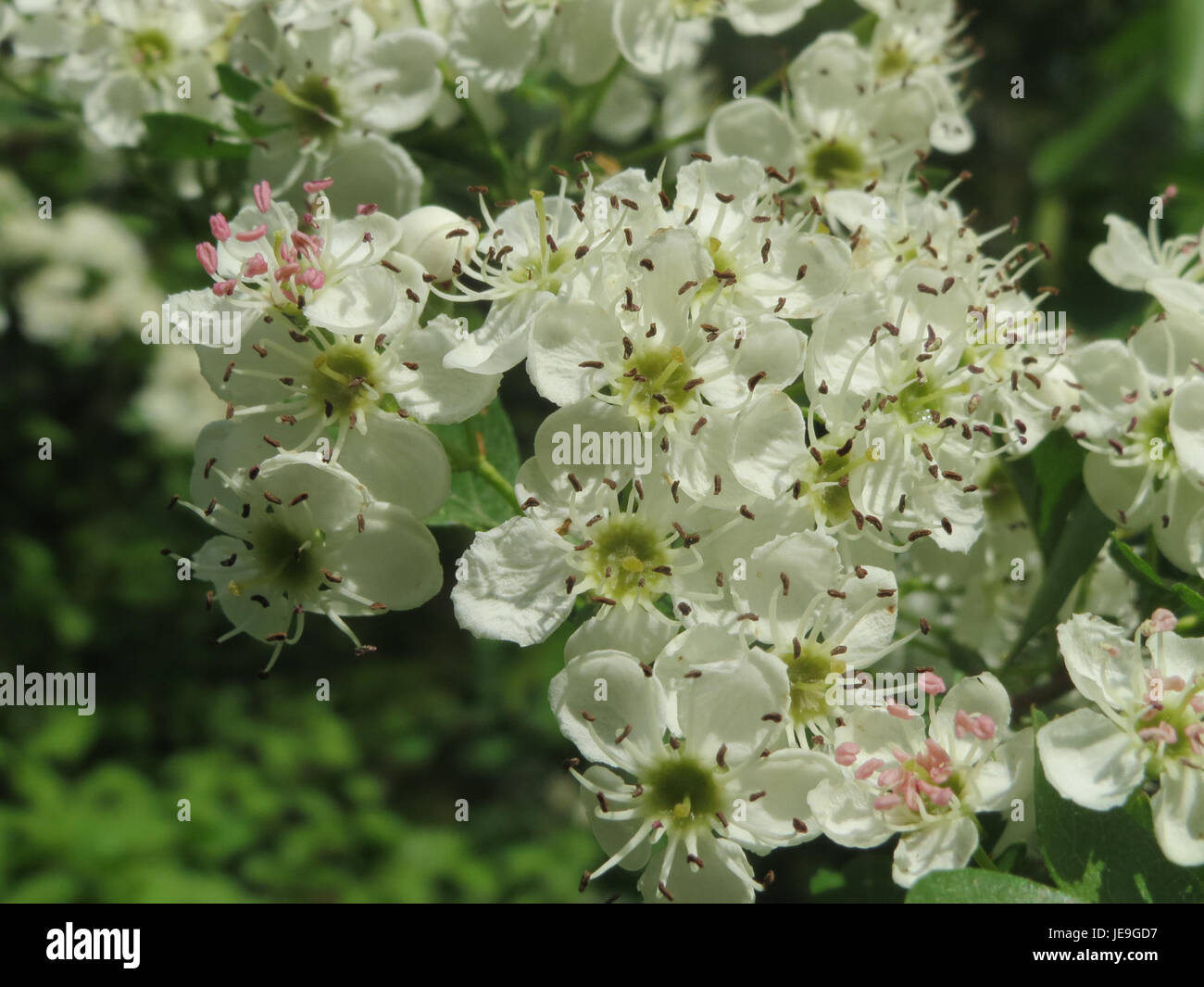 Crataegus monogyna, commonly known as hawthorn, is a species of ...