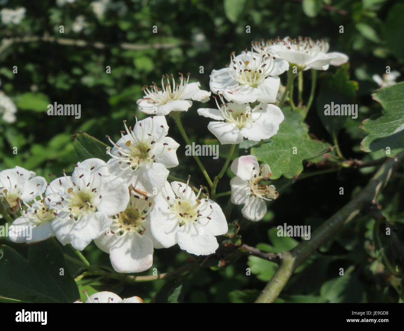 Crataegus monogyna, also known as the common hawthorn, is a species of ...