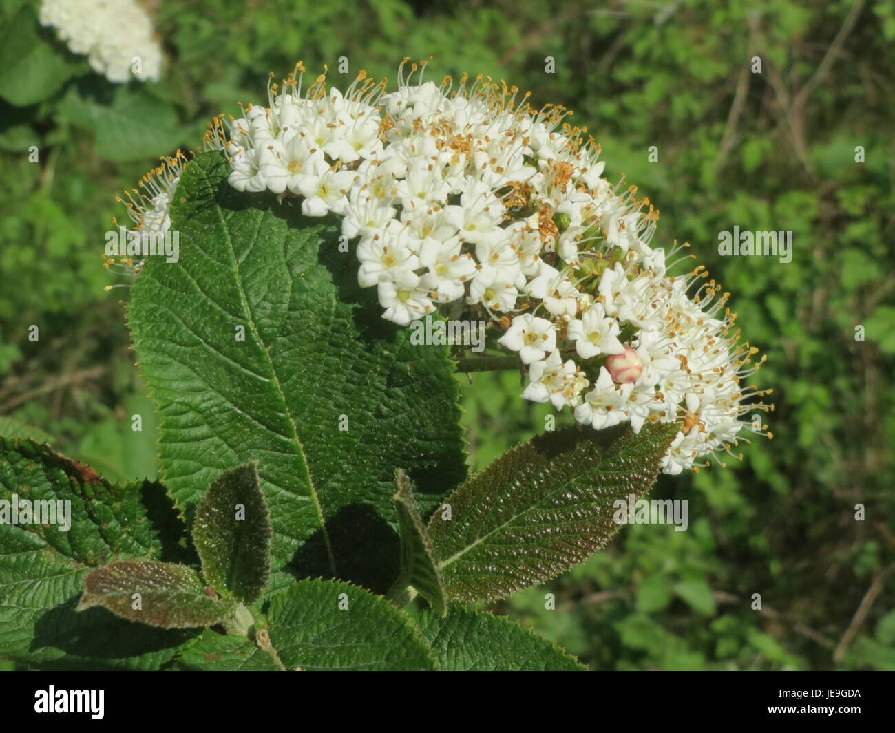 White flowering shrub tree hi-res stock photography and images - Alamy