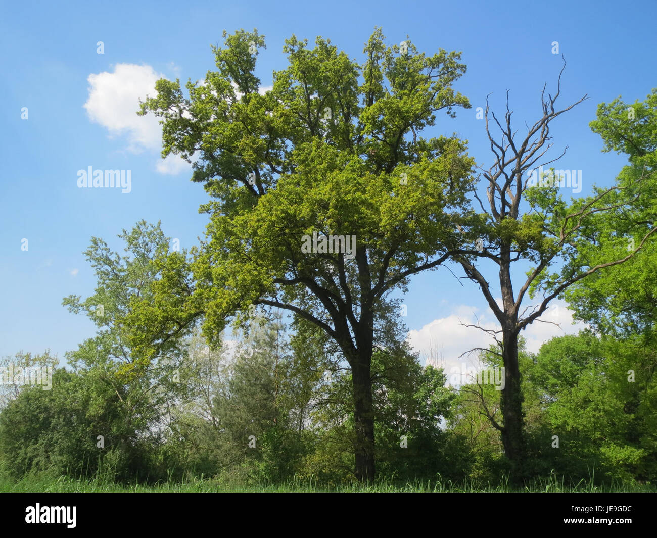 Quercus robur, commonly known as the English oak, is a large deciduous ...