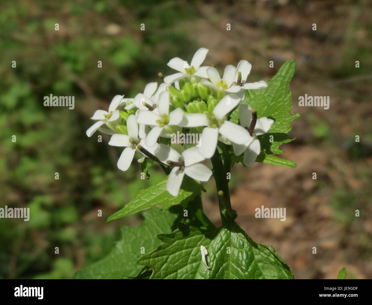 Alliaria petiolata, also known as garlic mustard, is an invasive plant ...