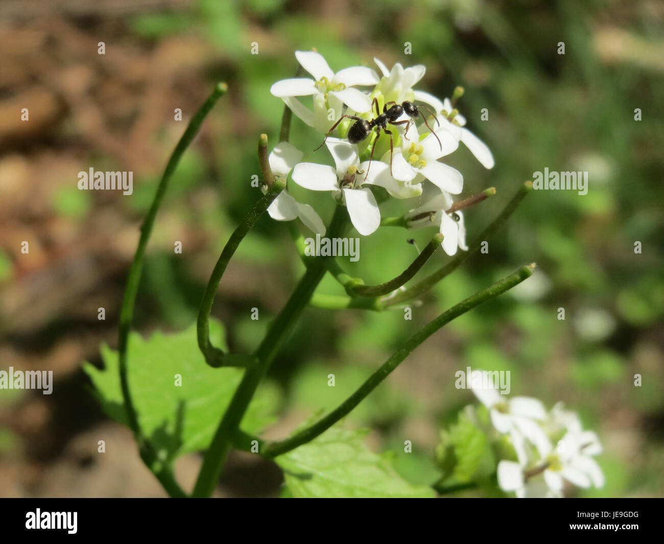 Alliaria petiolata, commonly known as garlic mustard, is an invasive ...