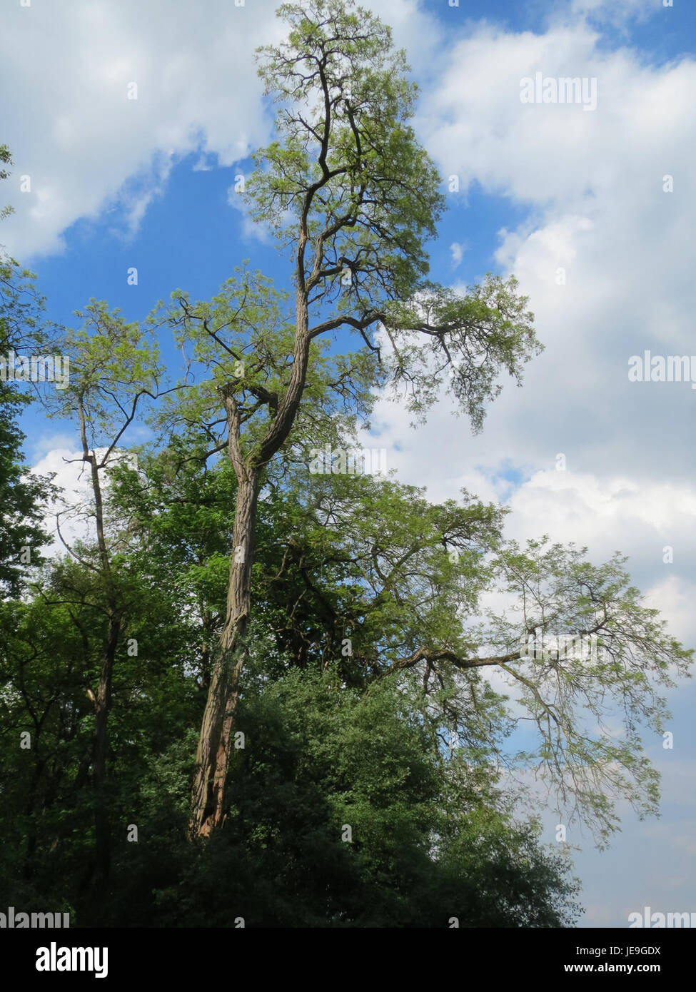 Robinia pseudoacacia, also known as black locust, is a deciduous tree ...
