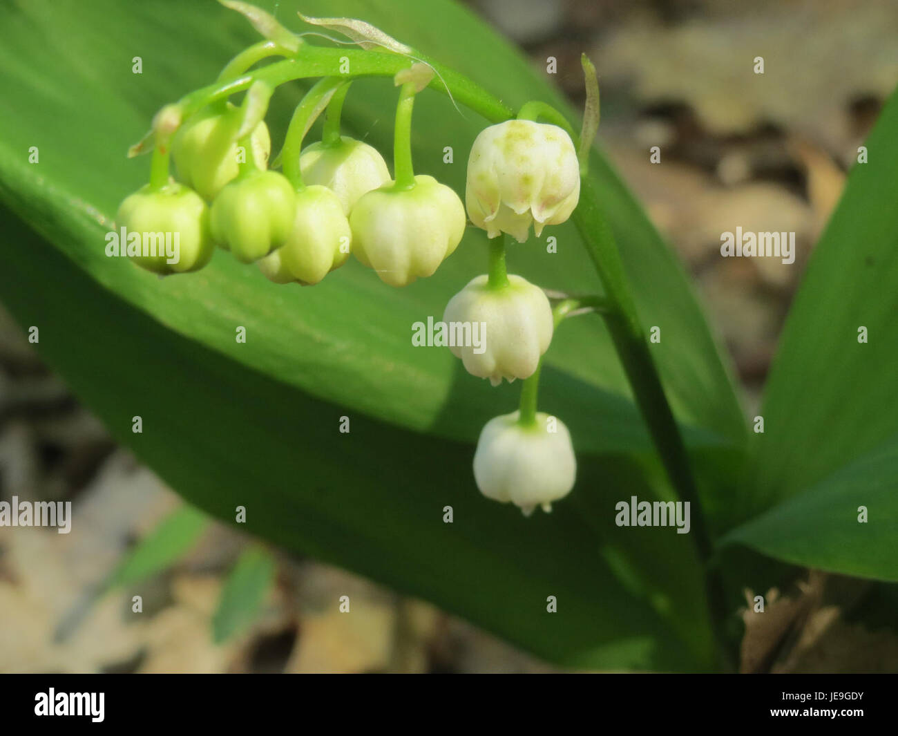 A photograph of the common lily of the valley, Convallaria majalis, taken on April 23, 2014 ...