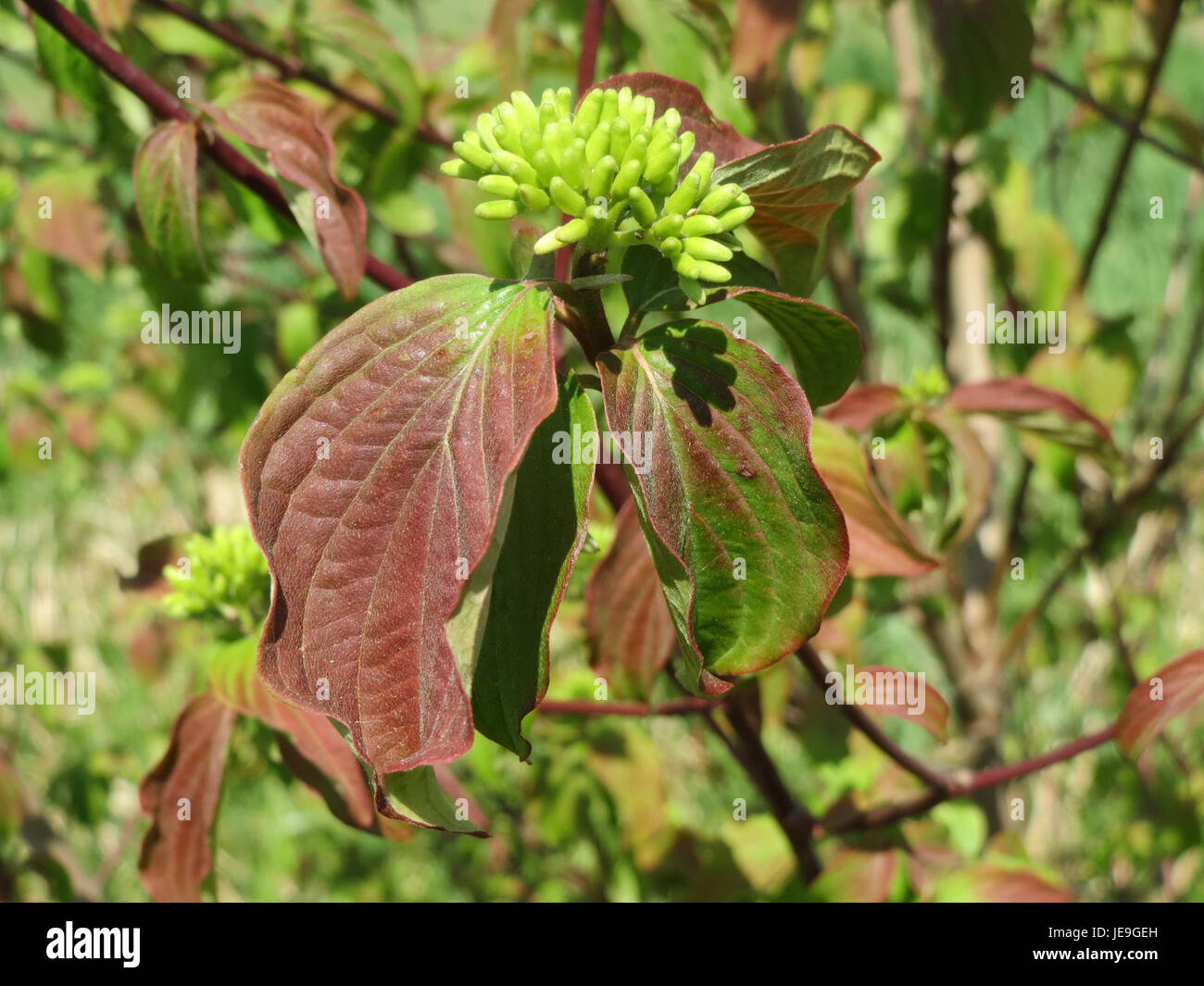 Cornus sanguinea, commonly known as bloodtwig dogwood, is a shrub ...