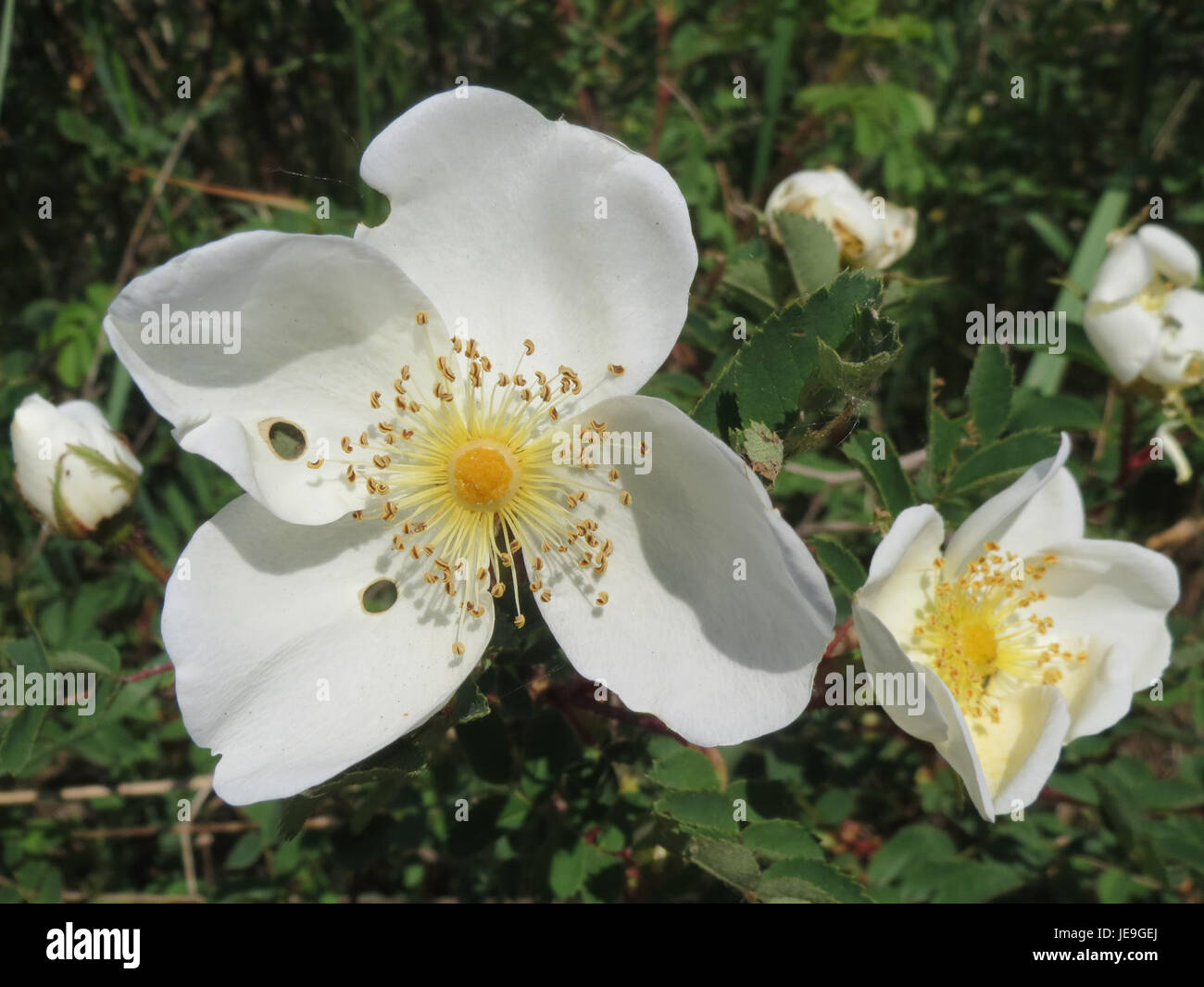 Rosa spinosissima, commonly known as the burnet rose, was photographed ...