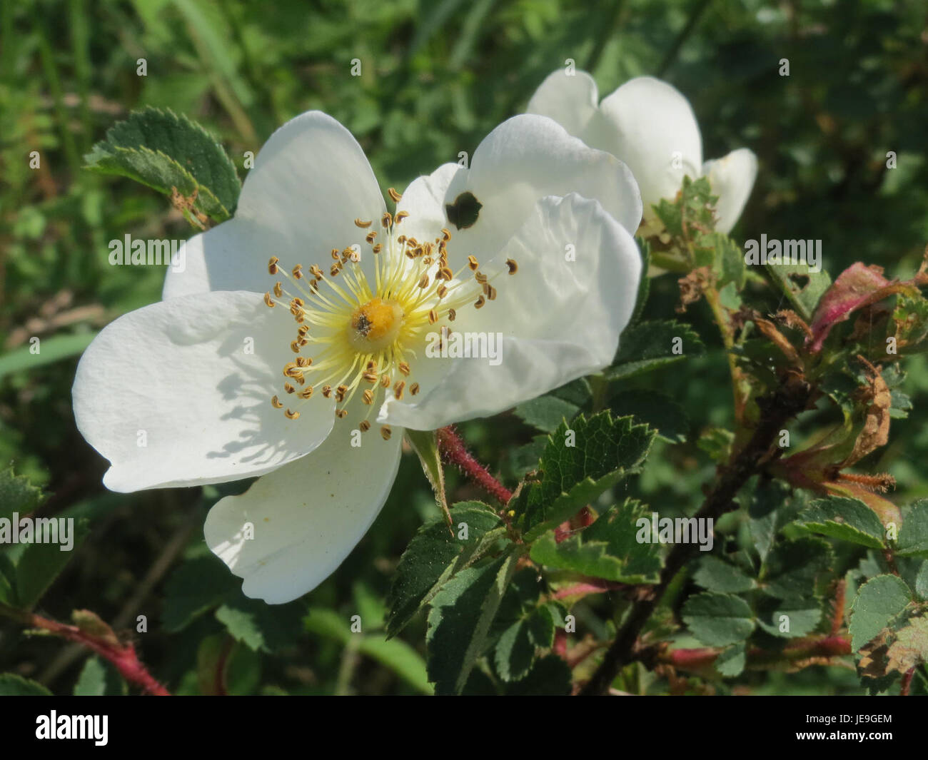 Rosa burnet rose hi-res stock photography and images - Alamy