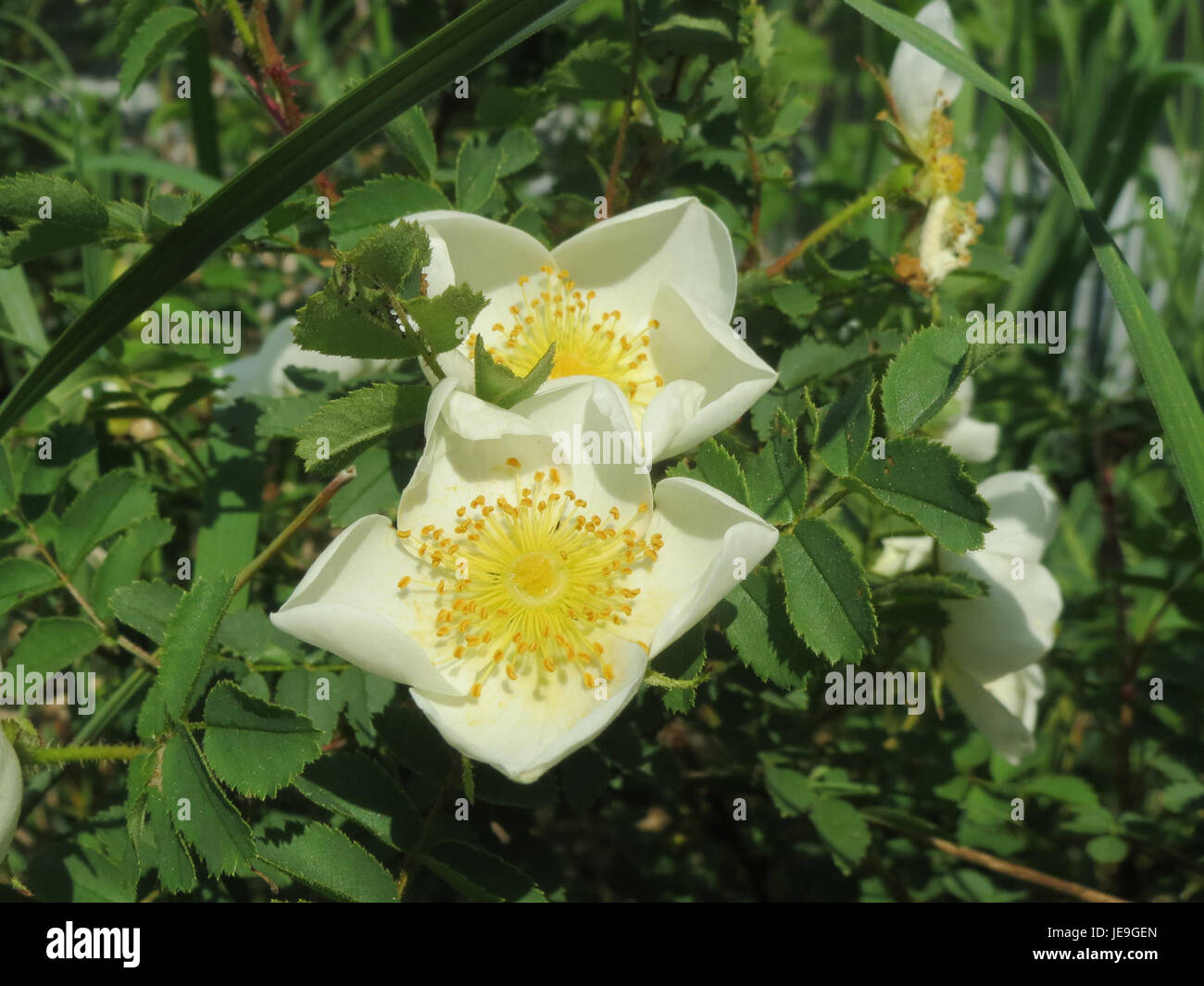 Rosa spinosissima, commonly known as burnet rose, is a shrub species ...