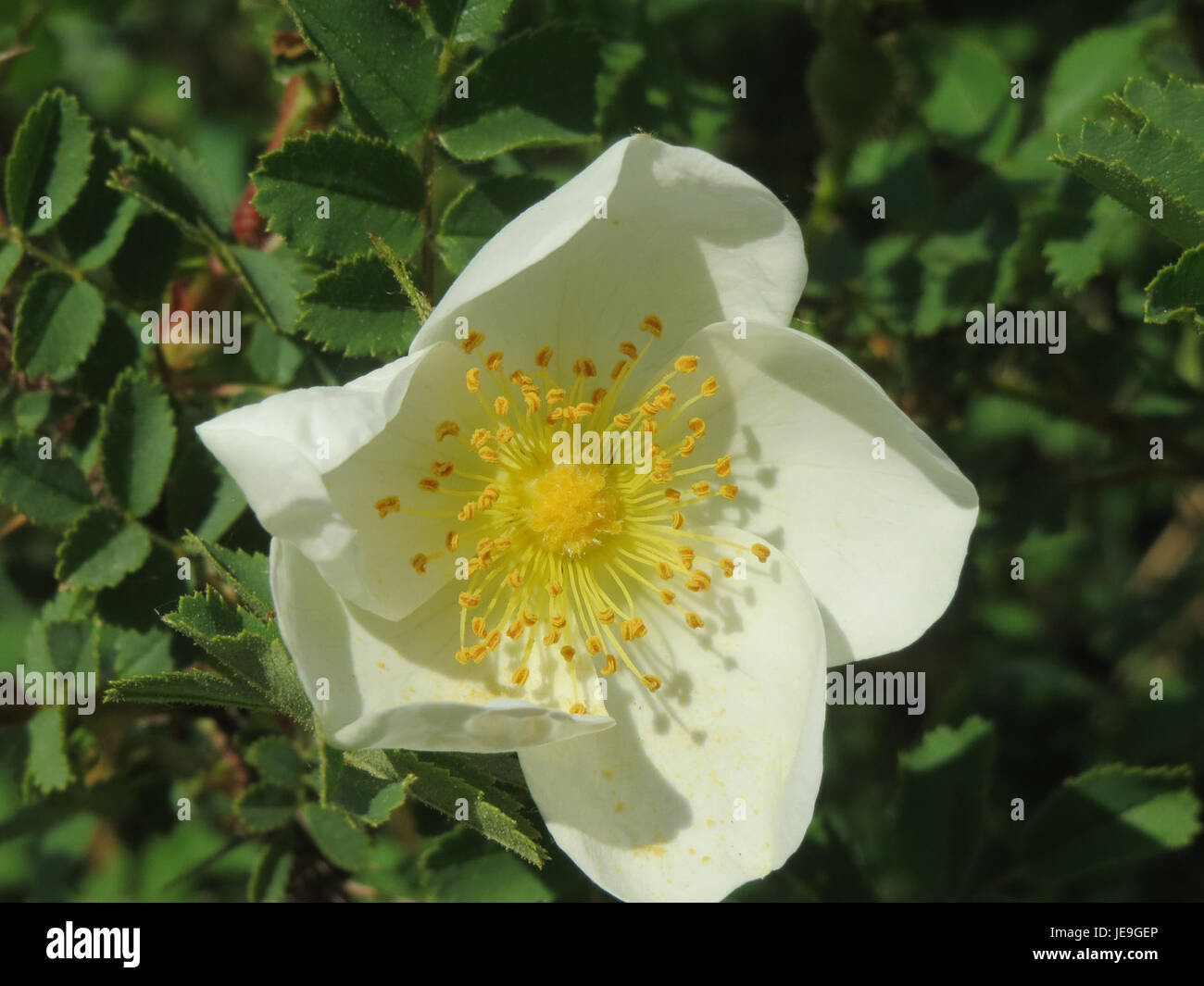 This image showcases Rosa spinosissima, commonly known as the Scotch ...