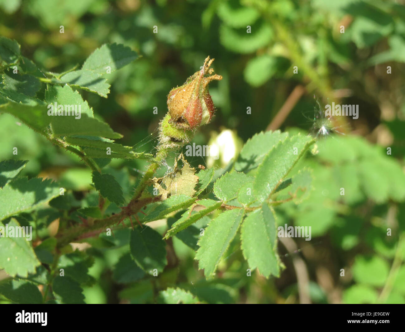 Scotch rose hi-res stock photography and images - Alamy