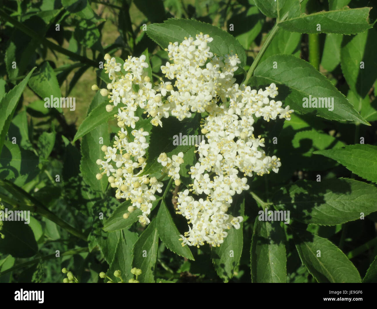 Sambucus nigra, commonly known as elderberry, is a plant species native ...