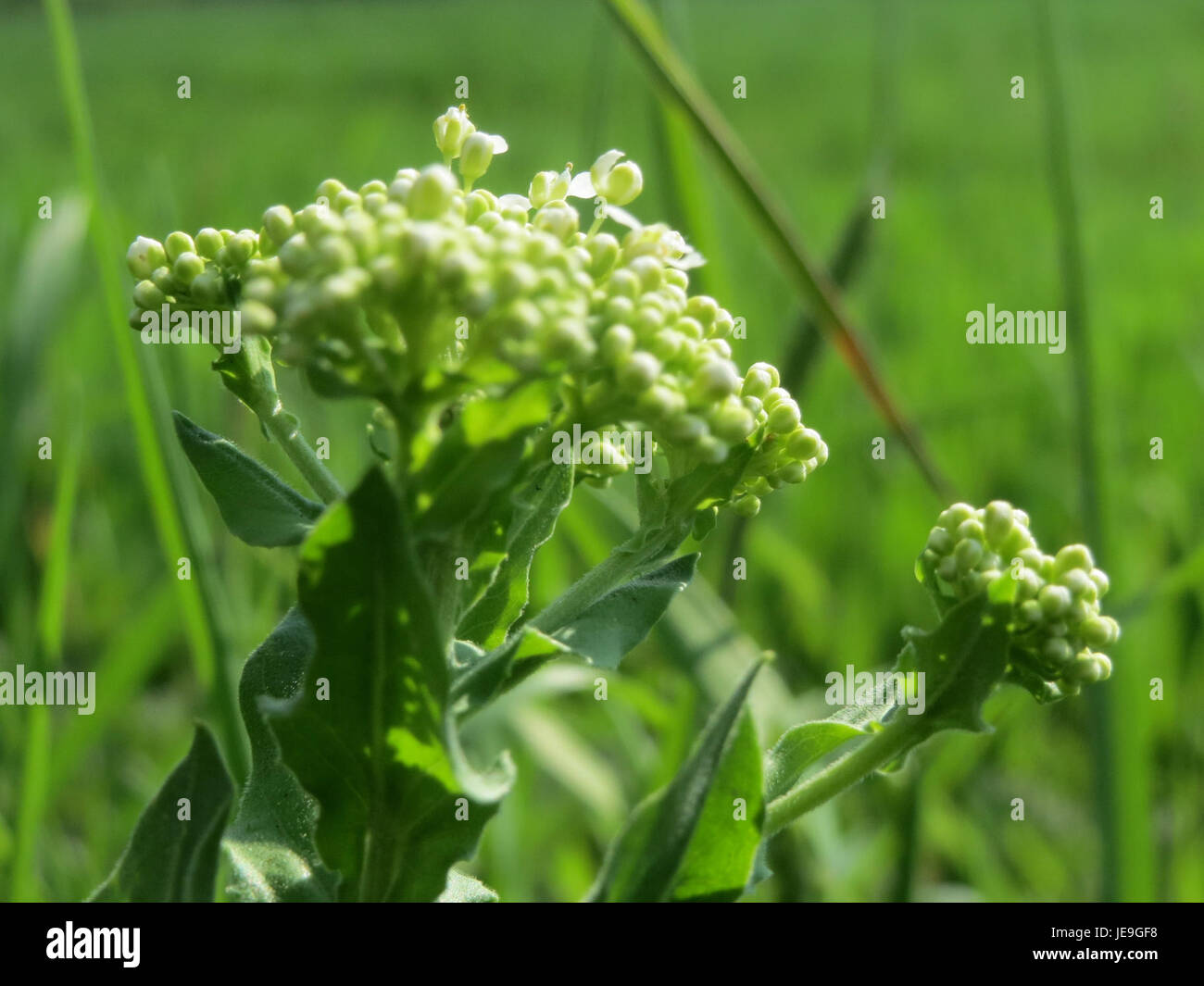 A photograph of Lepidium draba, commonly known as hoary cress, taken on ...