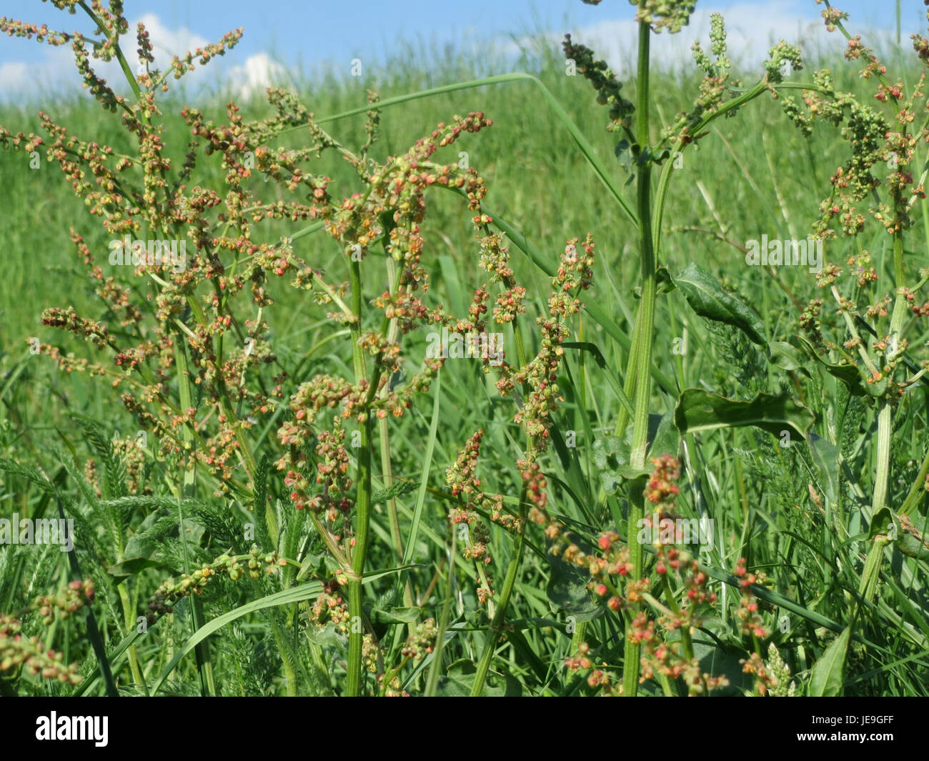 Rumex acetosa, also known as sorrel, is a perennial herb found in ...