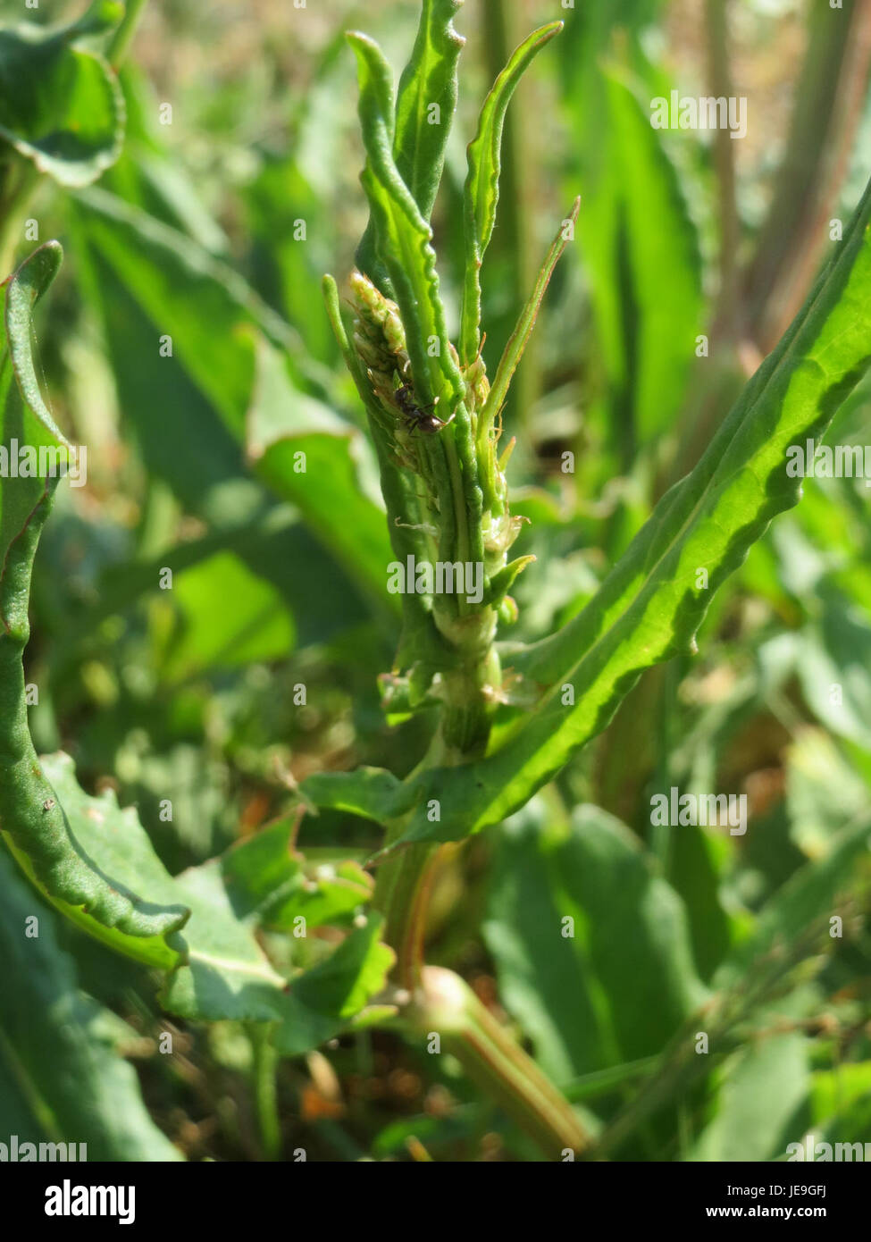 Rumex acetosa, commonly known as sorrel, is a perennial herb native to ...