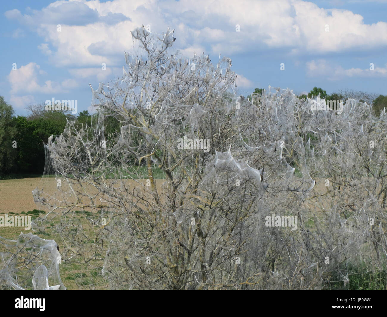 A photo of Euonymus europaeus, commonly known as the European spindle ...