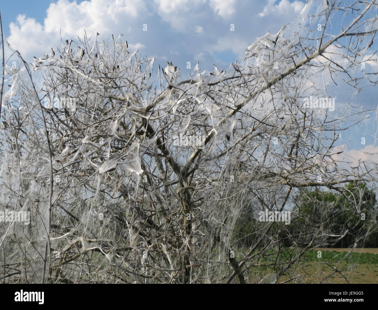 A photograph of Euonymus europaeus, commonly known as spindle tree ...