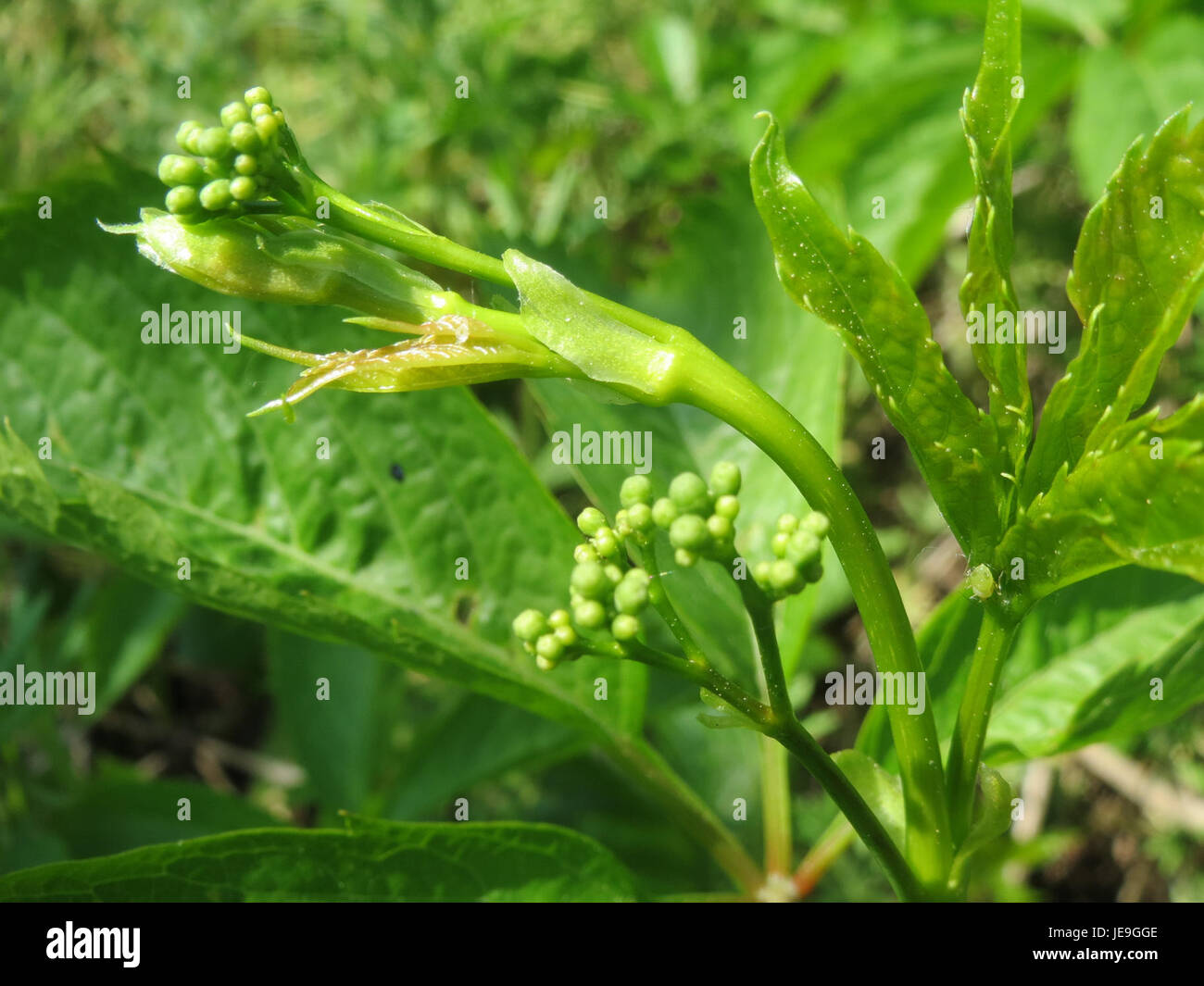 Parthenocissus quinquefolia, commonly known as Virginia creeper, is a ...