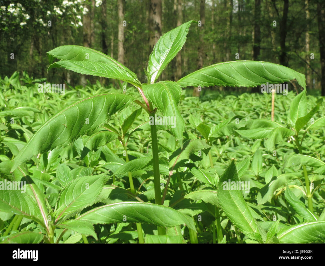 Impatiens glandulifera, known as Himalayan balsam, is an invasive plant ...