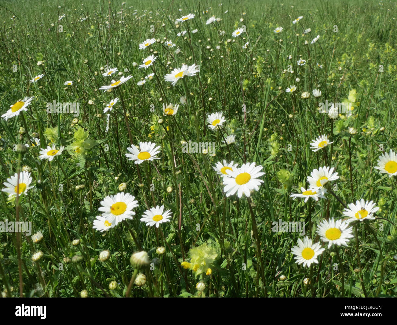 Leucanthemum vulgare daisies garden hi-res stock photography and images ...