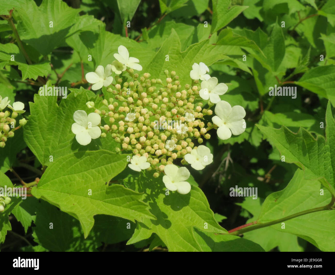 A photograph of Viburnum opulus, also known as the European cranberry ...