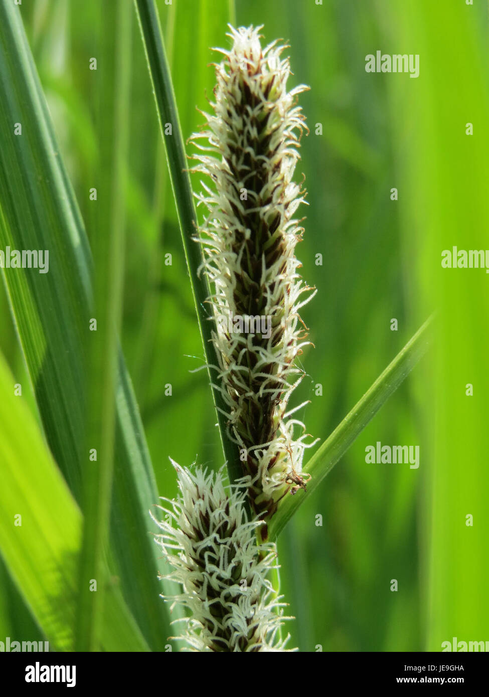 Sedge identification hi-res stock photography and images - Alamy