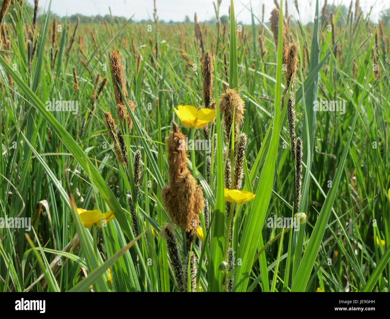 Tufted growth form hi-res stock photography and images - Alamy